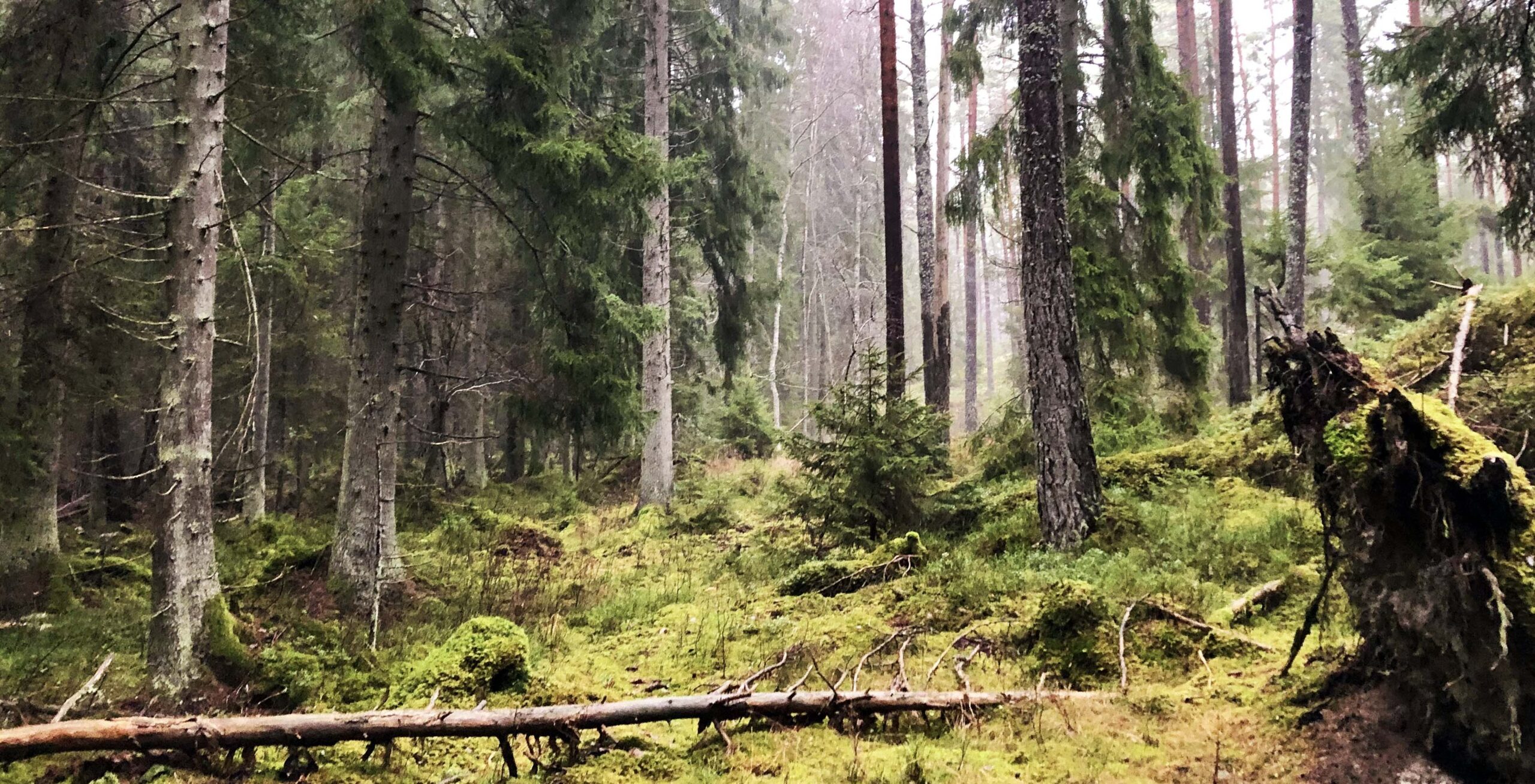 Skogsutredningen – bu eller bä? - Ekologigruppen